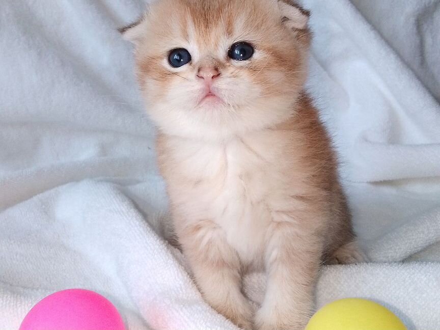 Шотландский вислоухий котенок