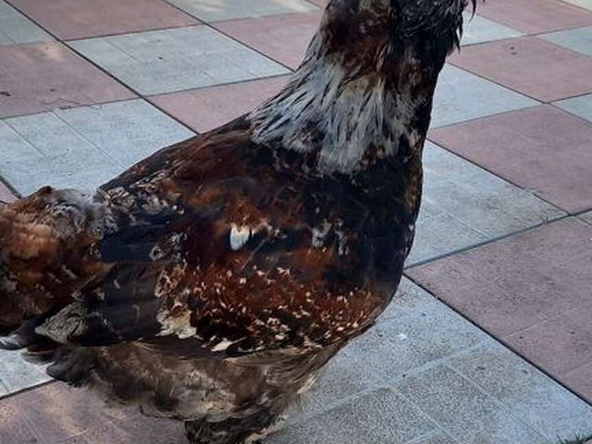 Куры петухи