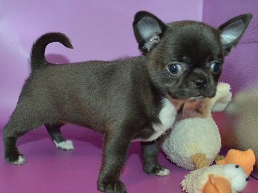 Чихуахуа голубые девочки г/ш и д/ш, стандарт