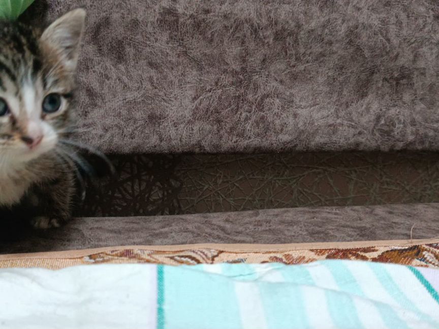 Кошечка в добрые руки