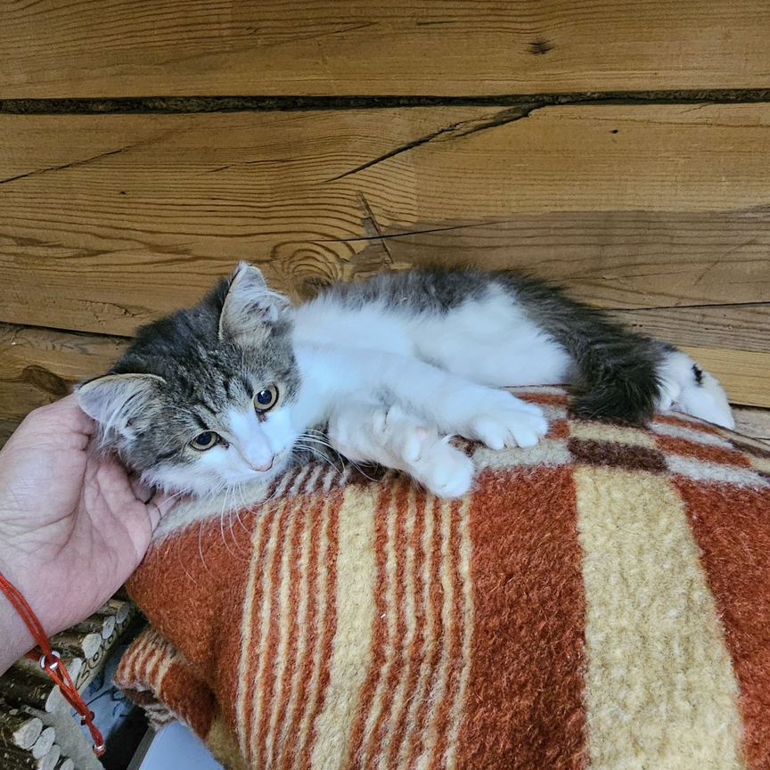 Очень красивый котик ищет дом
