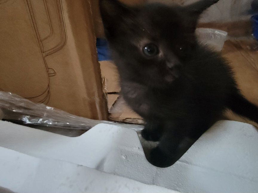 Котята в добрые руки 1 месяц