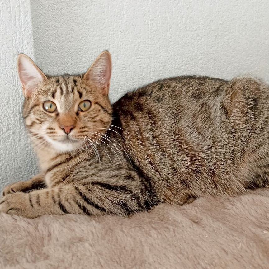 Котёнок Оливия