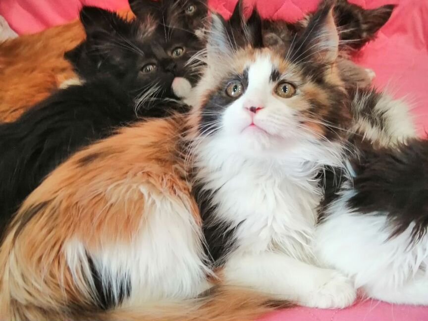 Котенок Саня