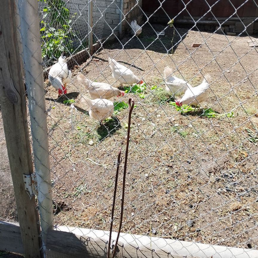 Куры несушки