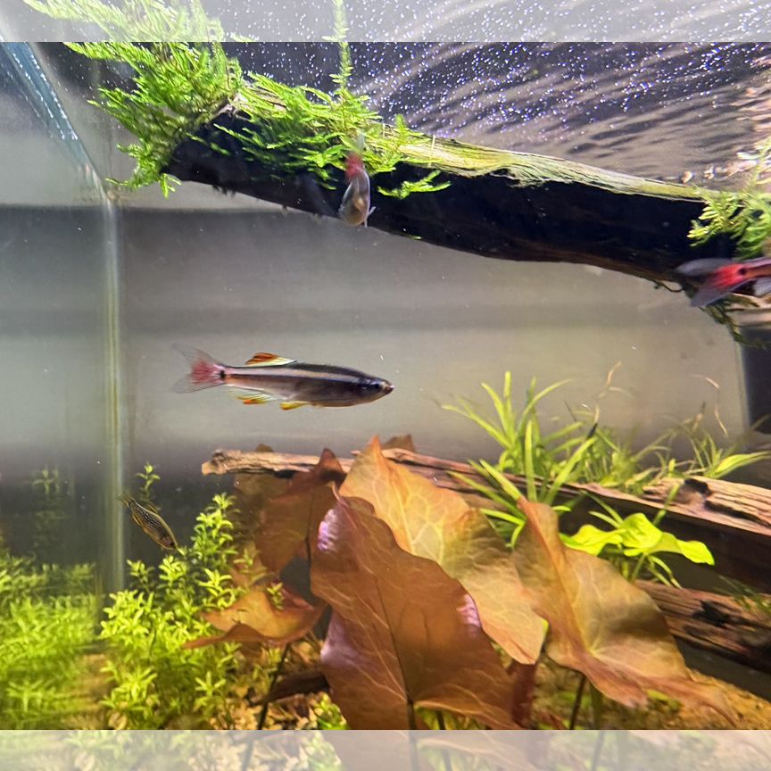 Кардинал рыбки