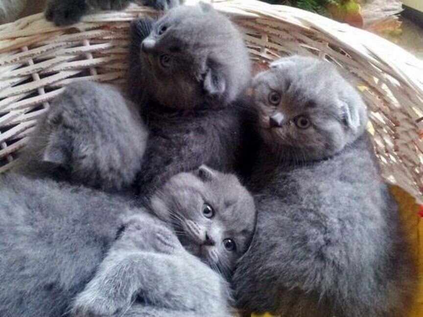 Шотландские вислоухие котята