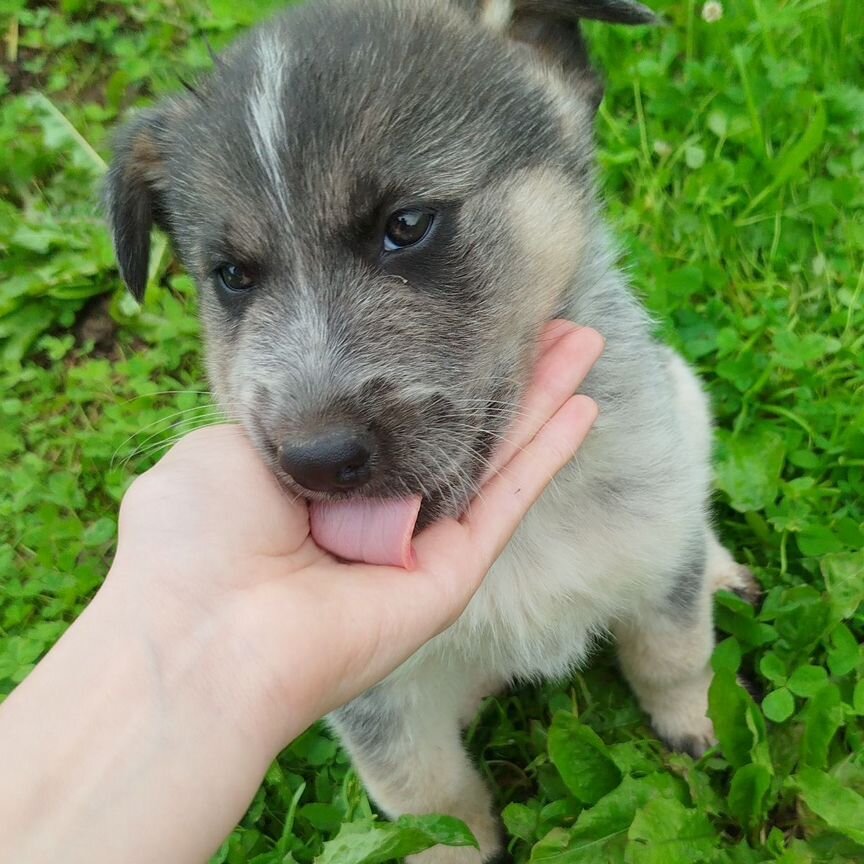 Щенок в добрые руки