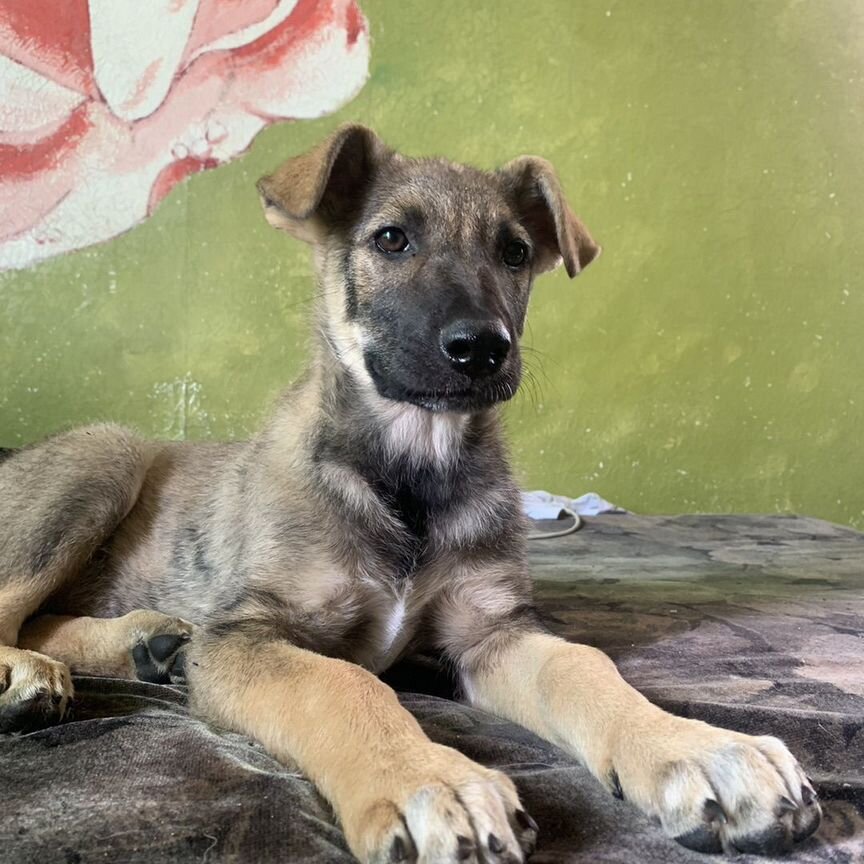 Собака в добрые руки