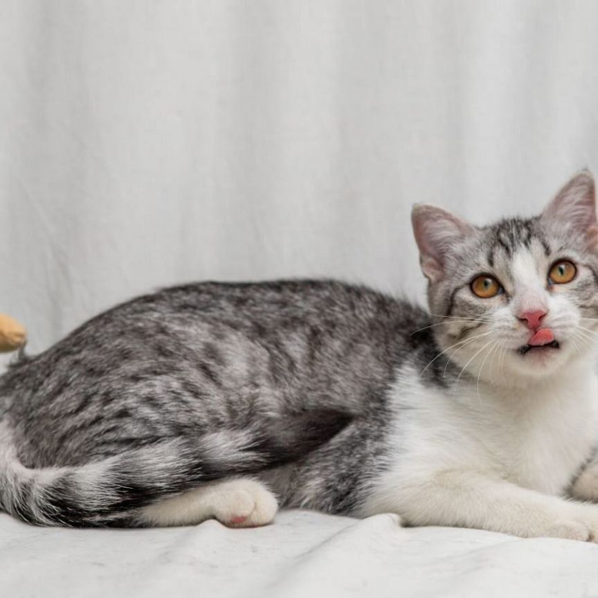 Баффи котенок в добрые руки в дар