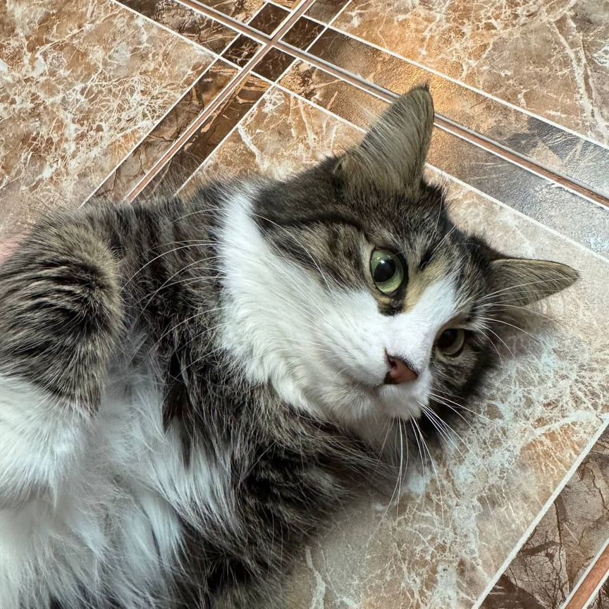 Отдам в добрые руки