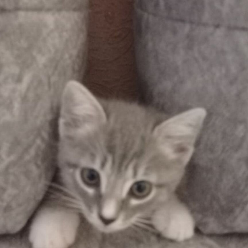 Отдаём классного котенка