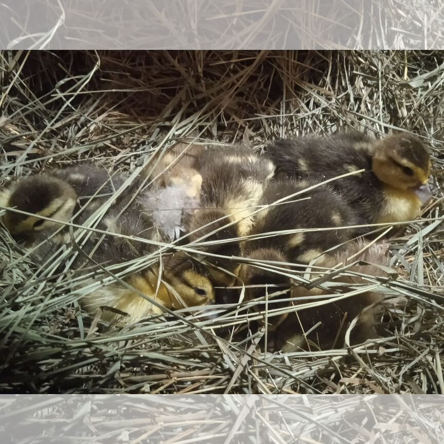 Индоутята суточные