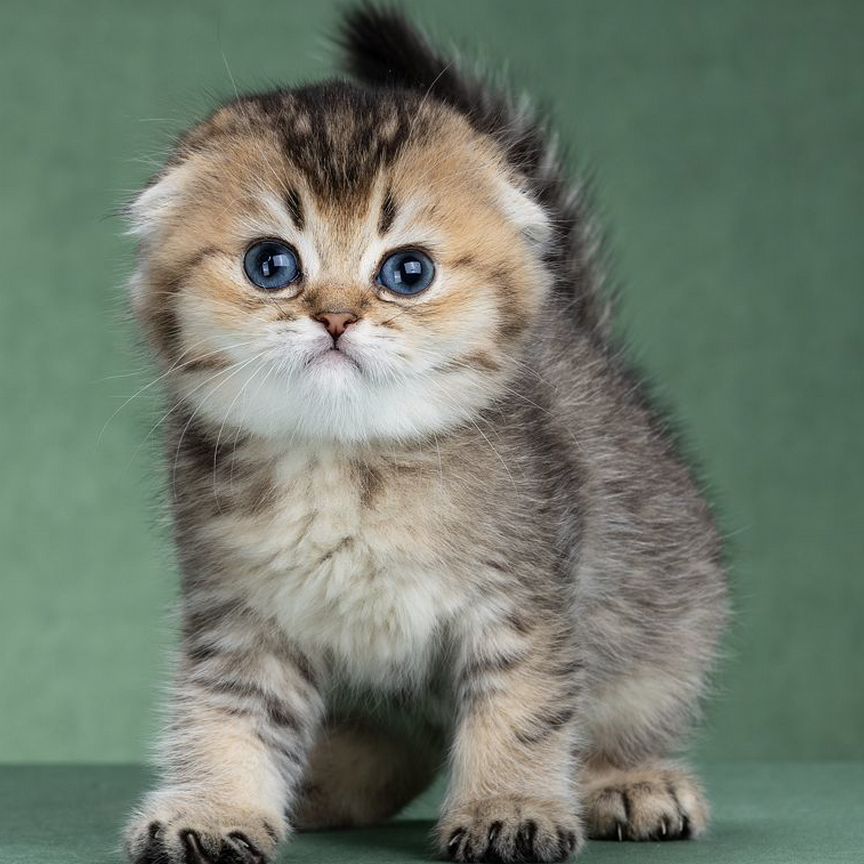 Шотландский вислоухий короткошёрстный котёнок
