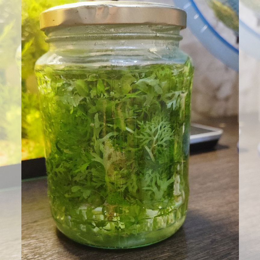 Растения для аквариума (папоротник)