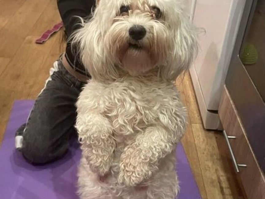 Собака мальтипу Ф2