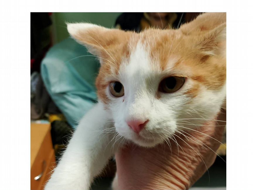 Рыжий с белым котенок из сгоревшего дома, 2,5 мес