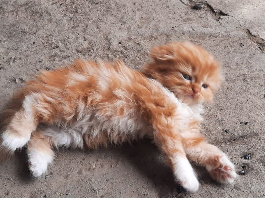 Очаровательные котята ищут любящих хозяев
