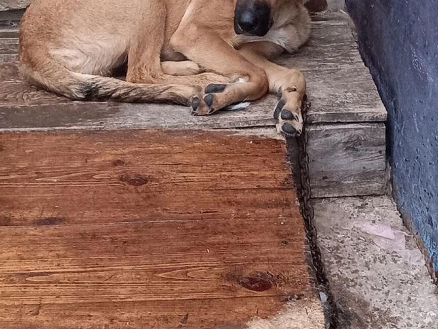 Помесь с золотистым ретривером