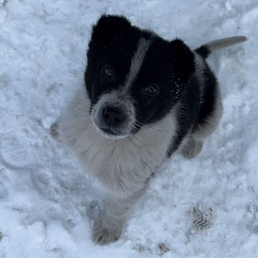 Щенок в добрые руки
