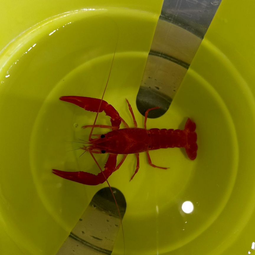 Красный австралийский рак 7-8 см