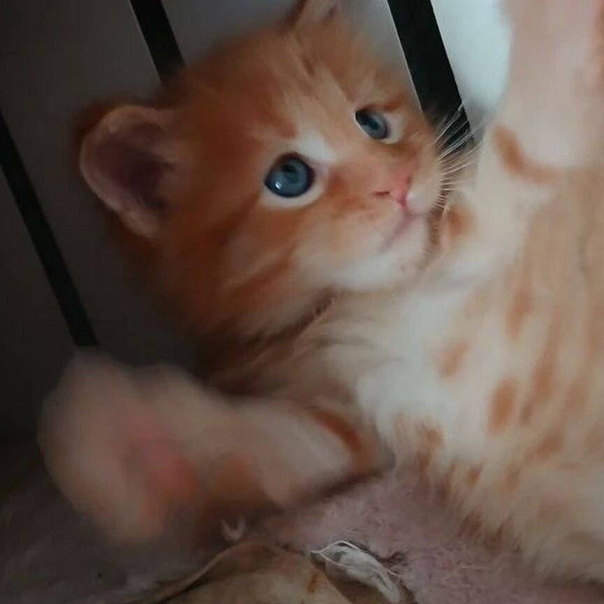 Мейн-кун котёнок