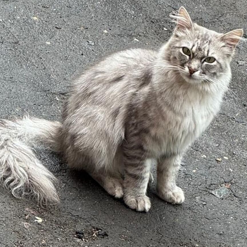 Взрослый кот в добрые руки