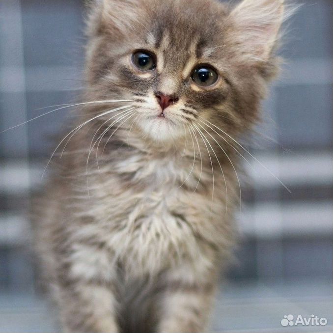 Котёнок (мальчик, 1.5 месяца) в дар