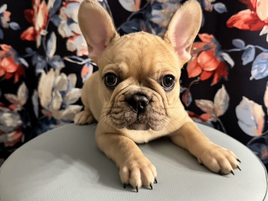 Французский бульдог кремовая девочка