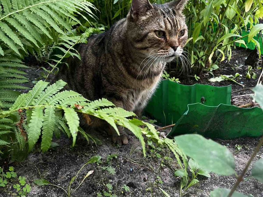 Котик выброшен на улицу после смерти хозяйки