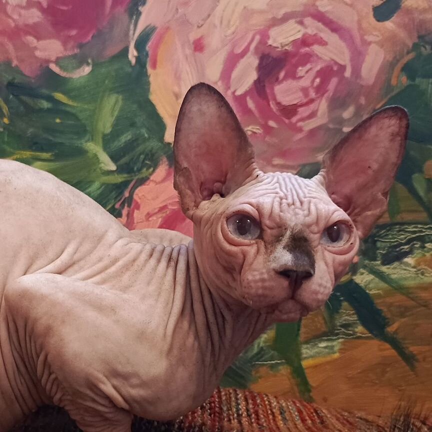 Канадский сфинкс котенок бамбино лонг