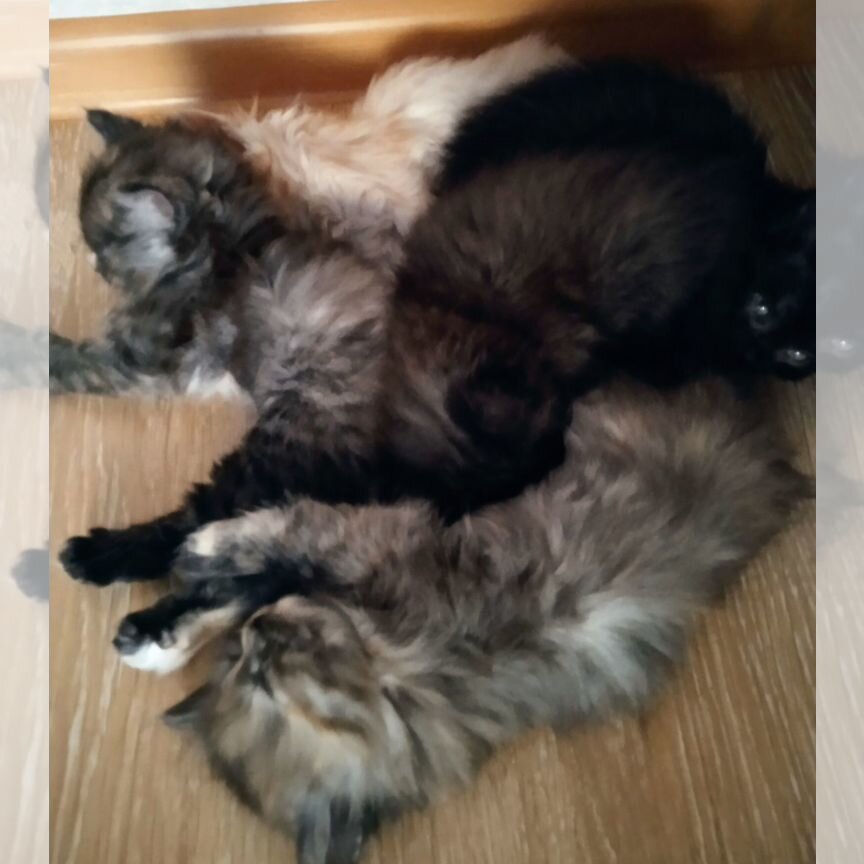 Котята в добрые руки бесплатно мальчики и девочки