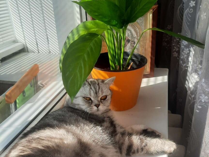 Шотландская кошка