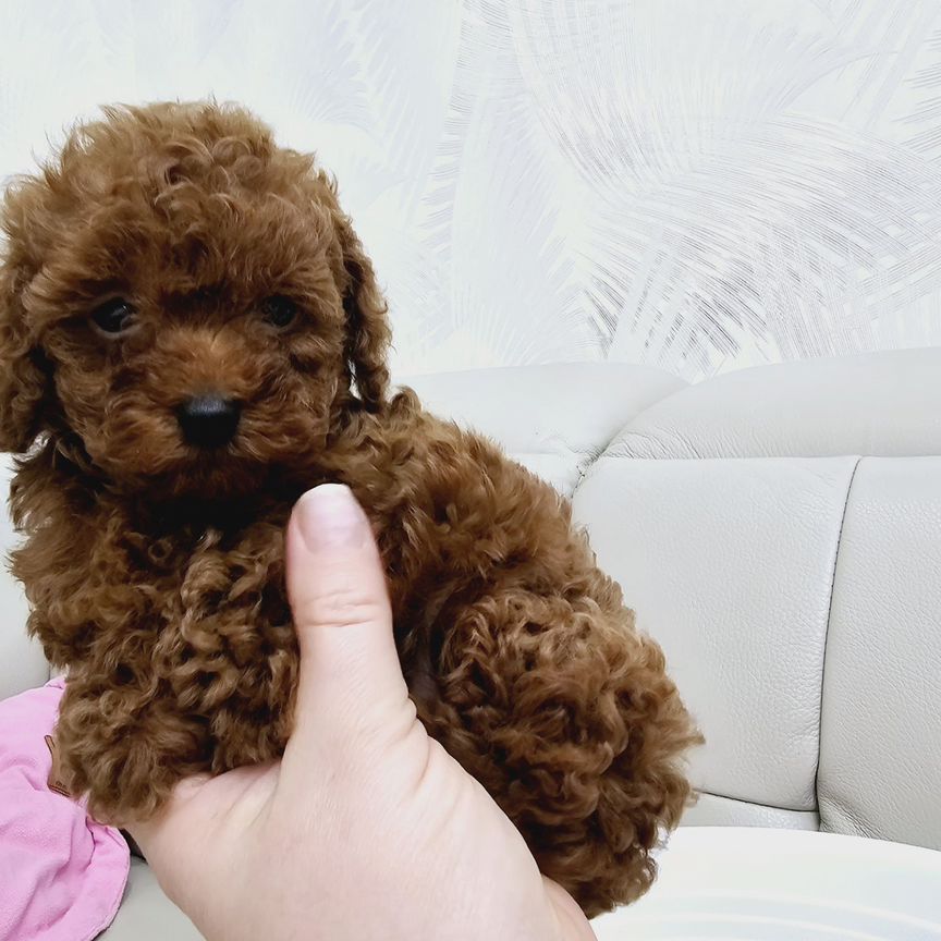 Пудель мини тикап редбраун