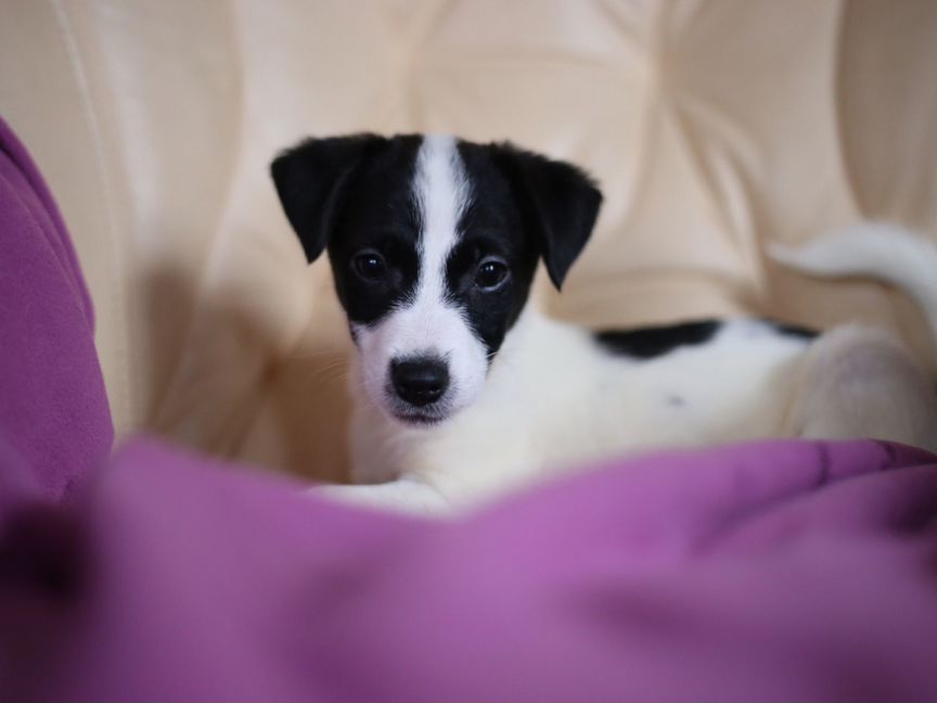 Джек рассел терьер