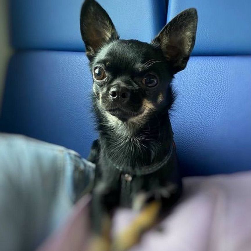 Вязка чихуахуа