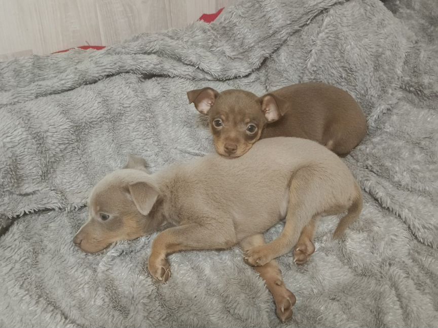 Щенки русский той-терьер гладкошерстный