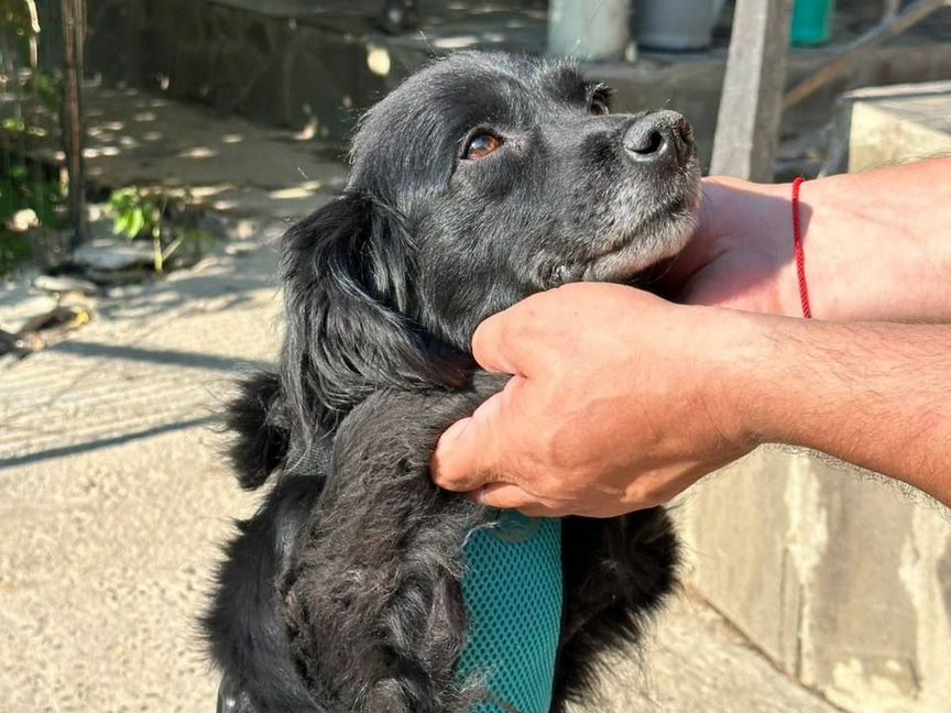 Собака в добрые руки отдам бесплатно