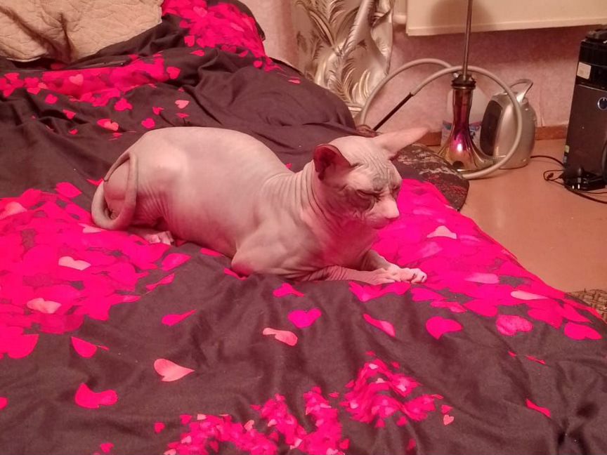 Канадский сфинкс вязка 1000