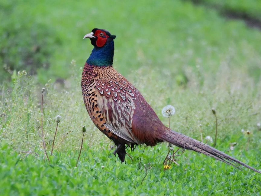 Фазаны кавказкие