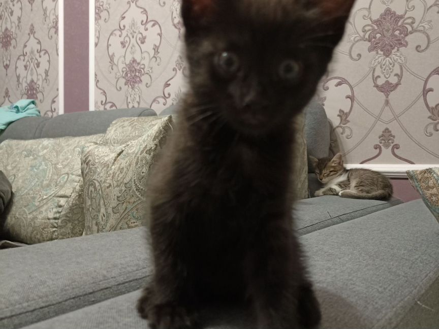 Котята в добрые руки бесплатно