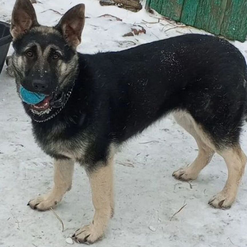 Восточноевропейская овчарка, щенок