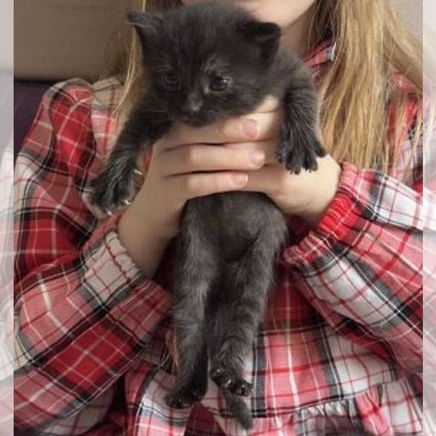 Котёнок в добрые руки