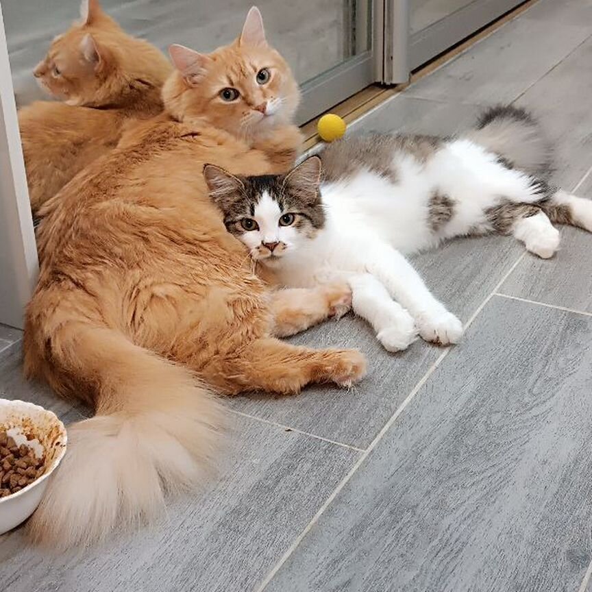 Котёнок 10 месяцев