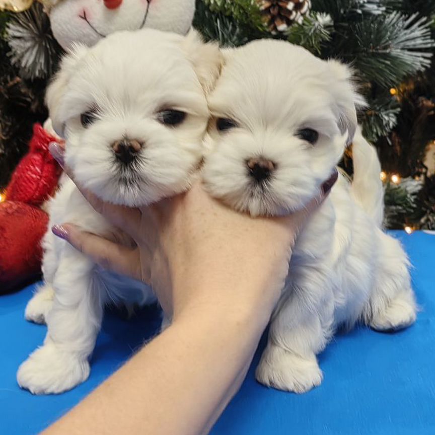 Мальчики мальтезе