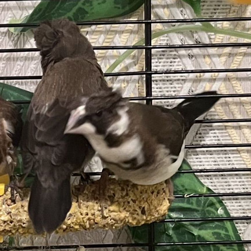 Японские амадины