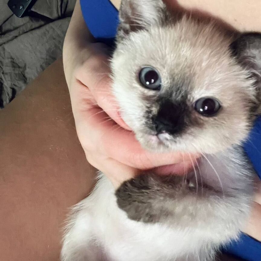 Котёнок в добрые руки