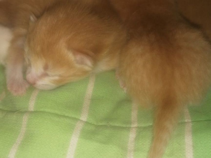 Два весёлых рыжика