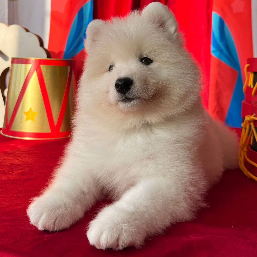 Самоедская собака, щенок
