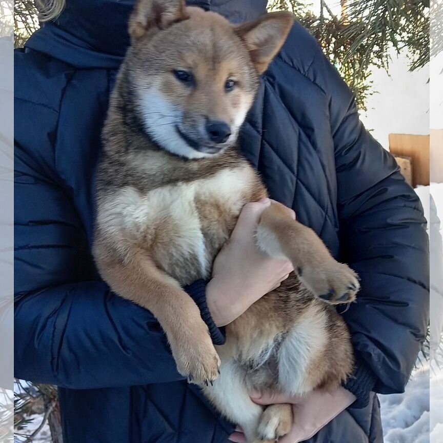 Щенки сиба ину